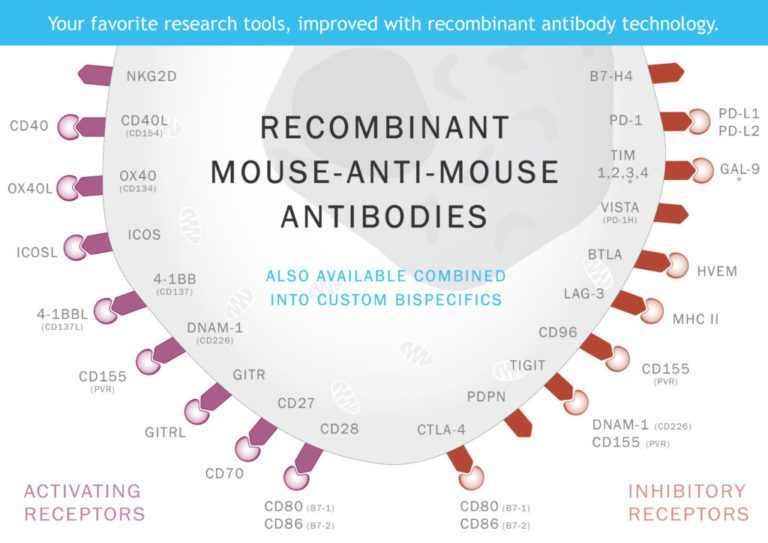 Absolute Antibody - Stratech