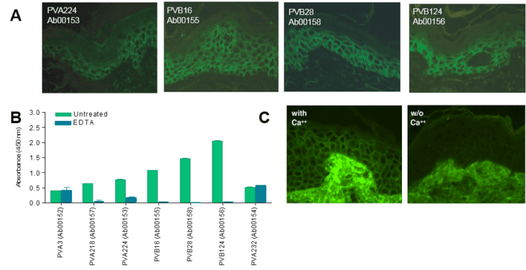 Absolute Antibody - Stratech