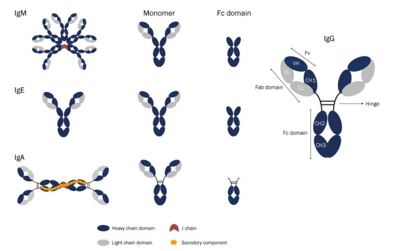 Absolute Antibody - Stratech