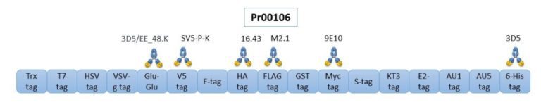 Absolute Antibody - Stratech