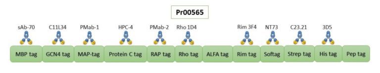 Absolute Antibody - Stratech