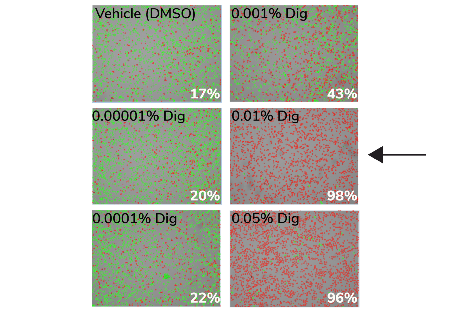 CUT&RUN Support Center - Stratech