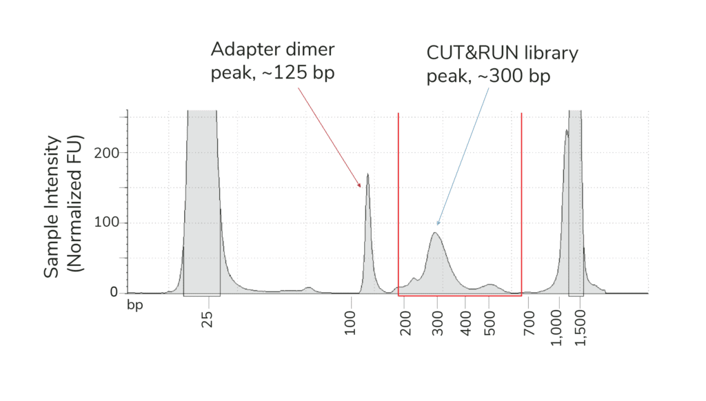 CUT&RUN Support Center - Stratech