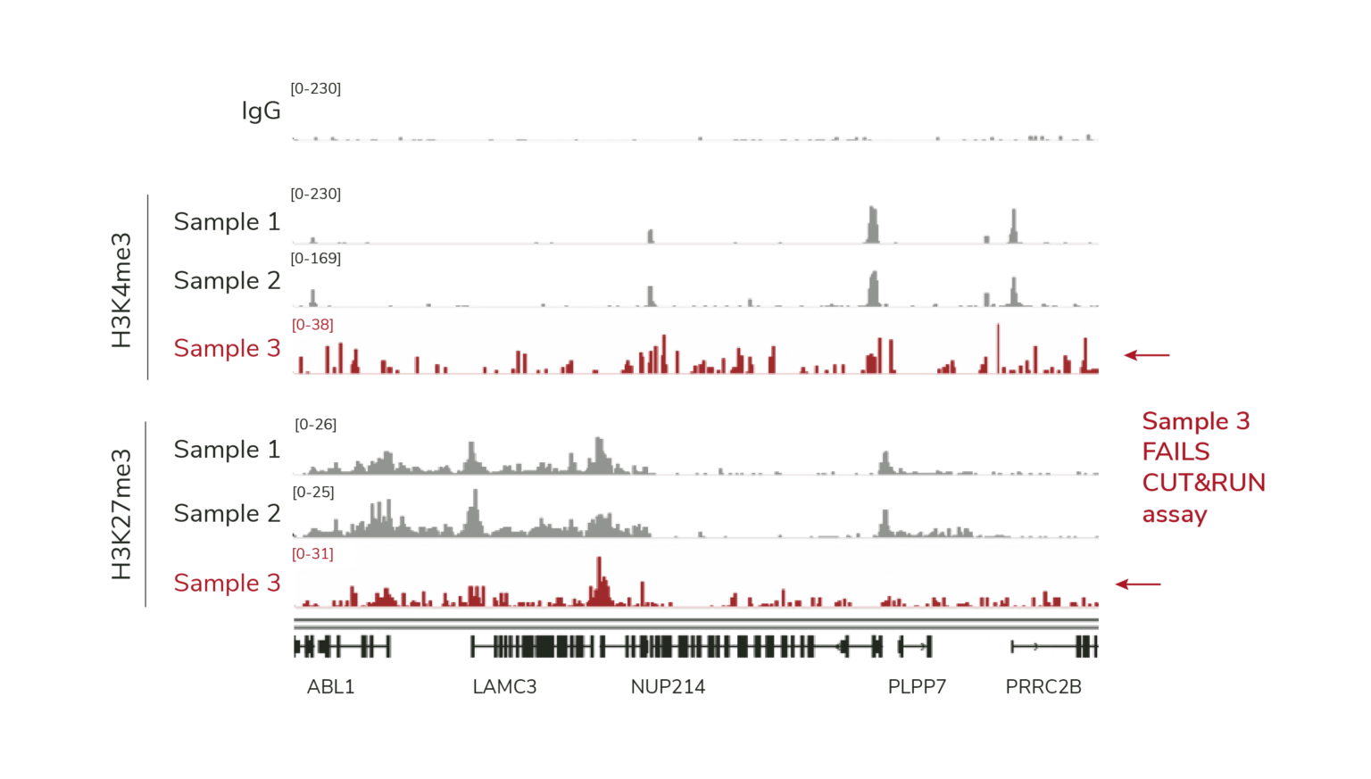 CUT&RUN Support Center - Stratech