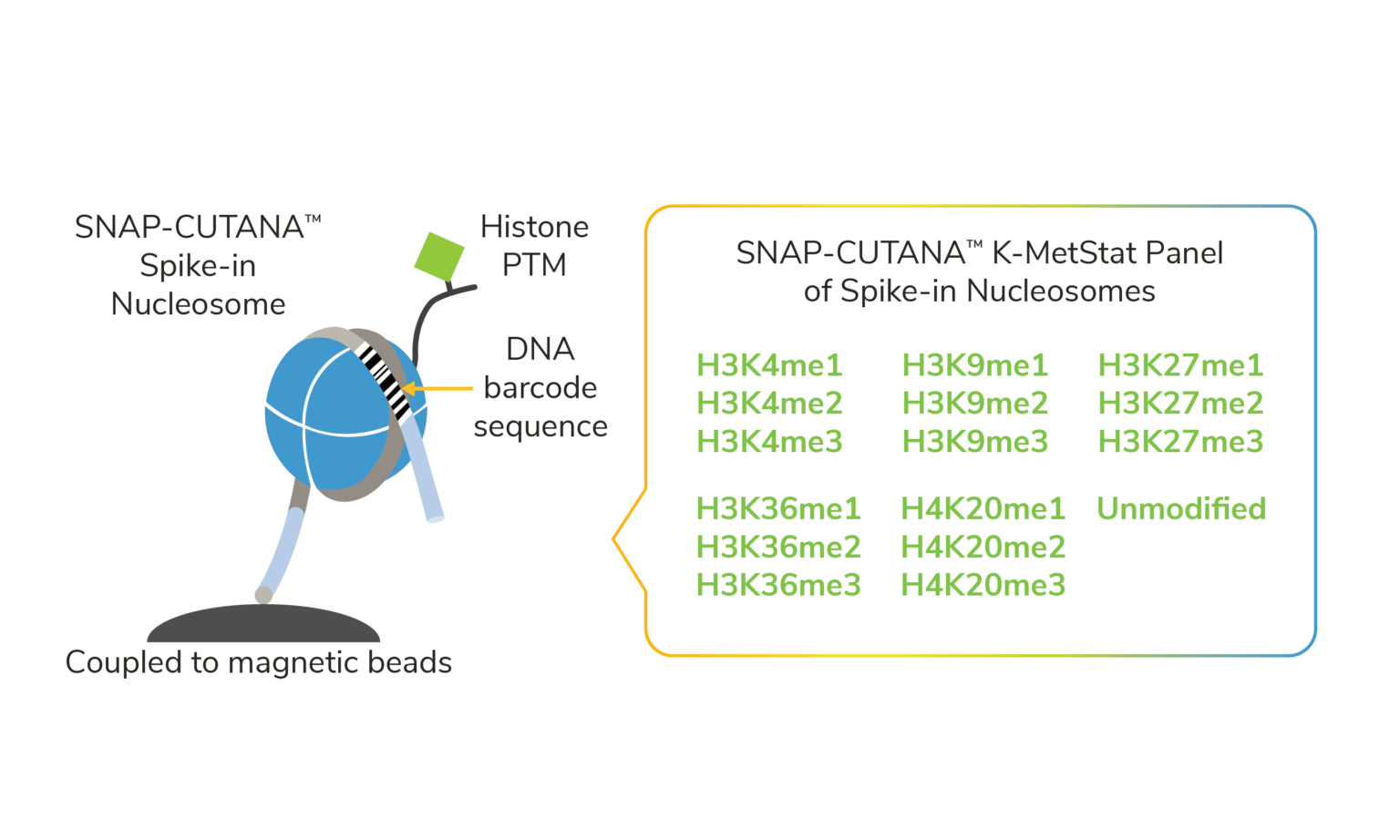 CUT&RUN Support Center - Stratech