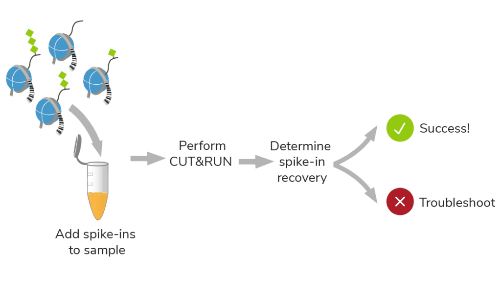 CUT&RUN Support Center - Stratech