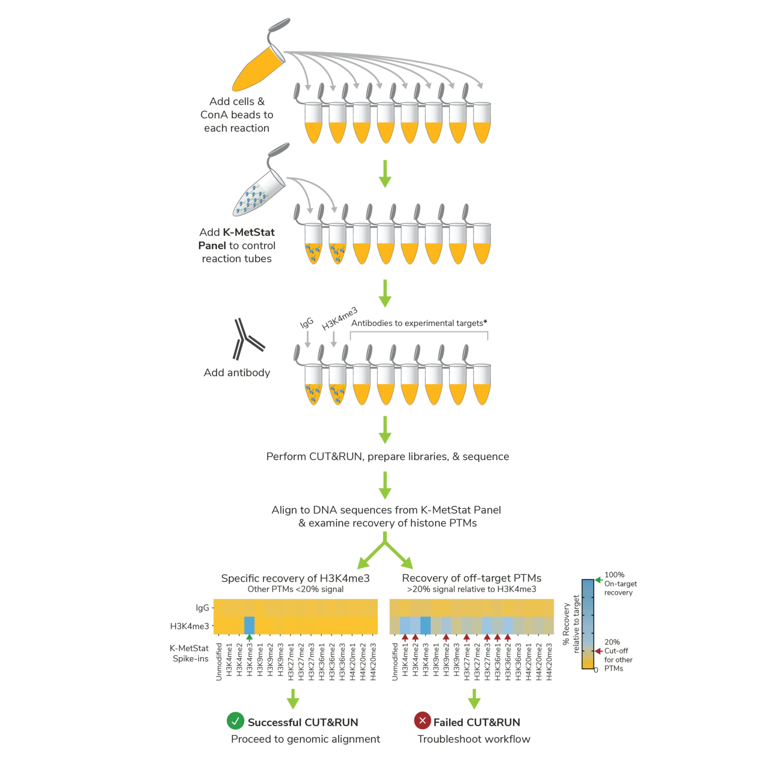 CUT&RUN Support Center - Stratech