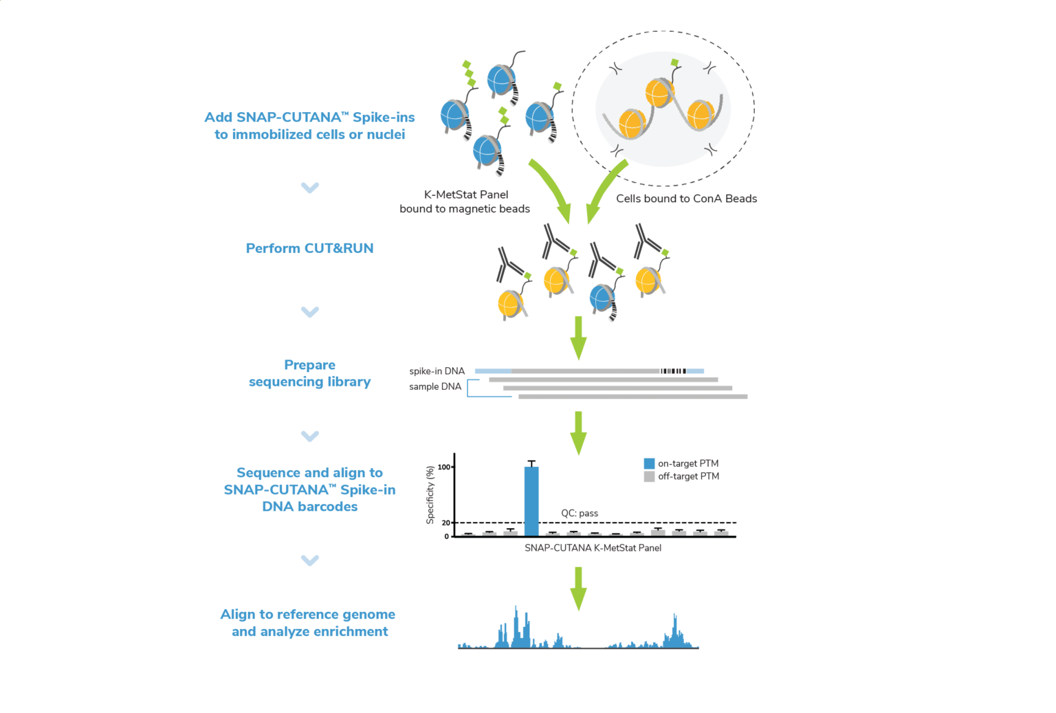 CUT&RUN Support Center - Stratech