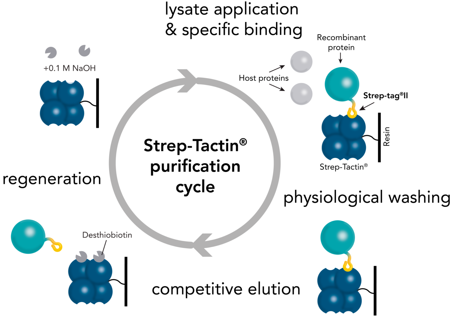 Strep-Tactin® 4Flow® high capacity – New agarose resin - Stratech